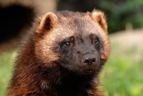 Science Shows Wolverines in the Contiguous US Are Healthy – Pagosa ...