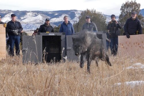 VIDEO: Colorado Releases Five Wolves in Grand County on December 18 ...