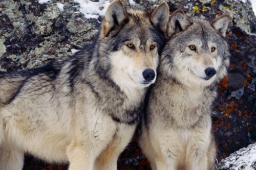 Colorado Releases Annual Report on Gray Wolf Populations – Pagosa Daily ...