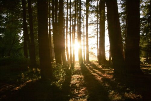 Public Tour of Cade Mountain Forest Health Initiatives Set for Friday ...