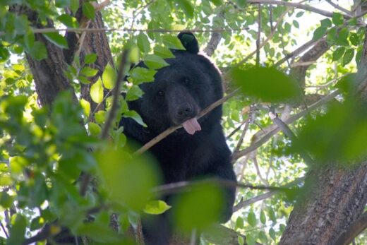 Colorado Sees Above-Average Number of Bear Reports in 2025 – Pagosa ...